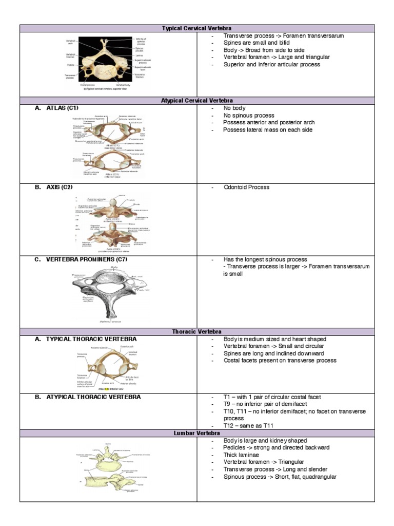 Types of Vertebra | PDF