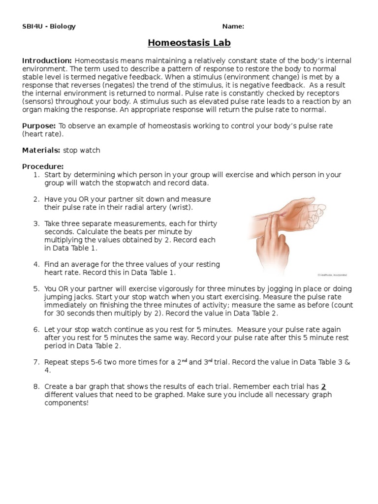 homeostasis lab activities | Heart Rate | Pulse
