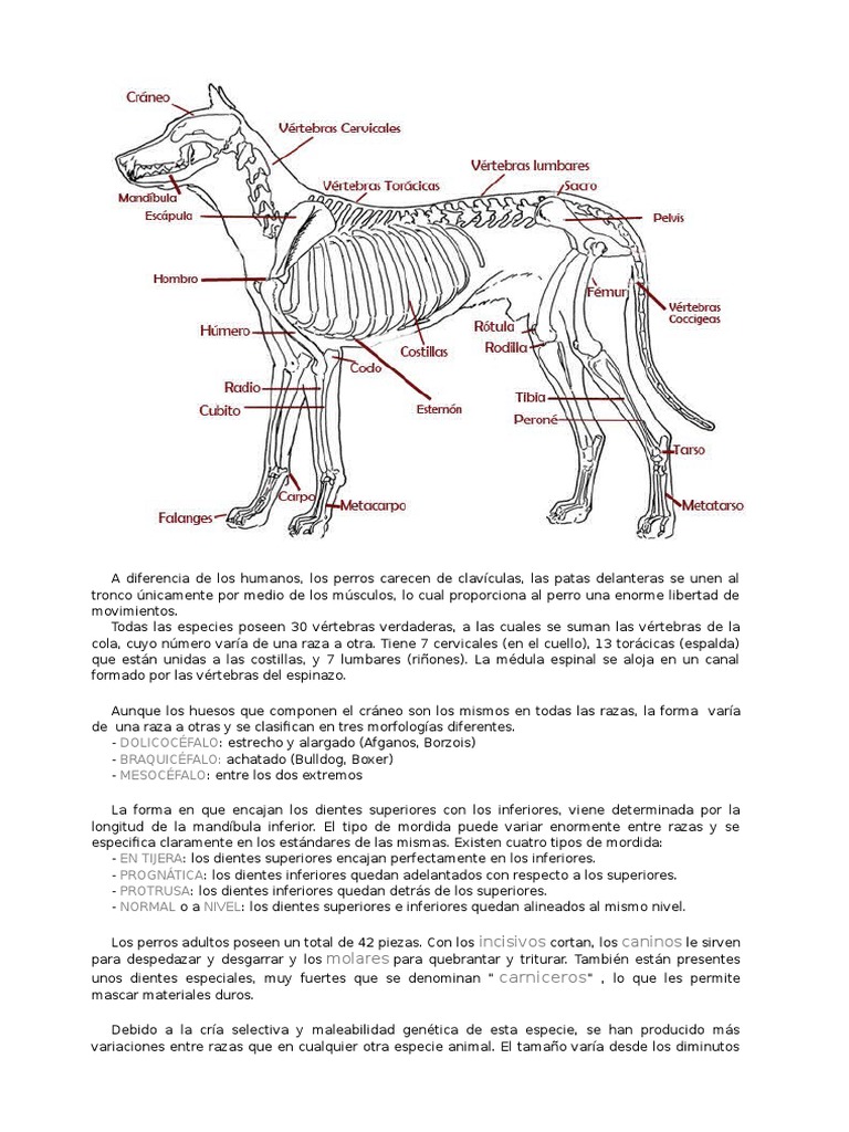 Anatomía y Sentidos de los Perros | PDF | Color | Sabor