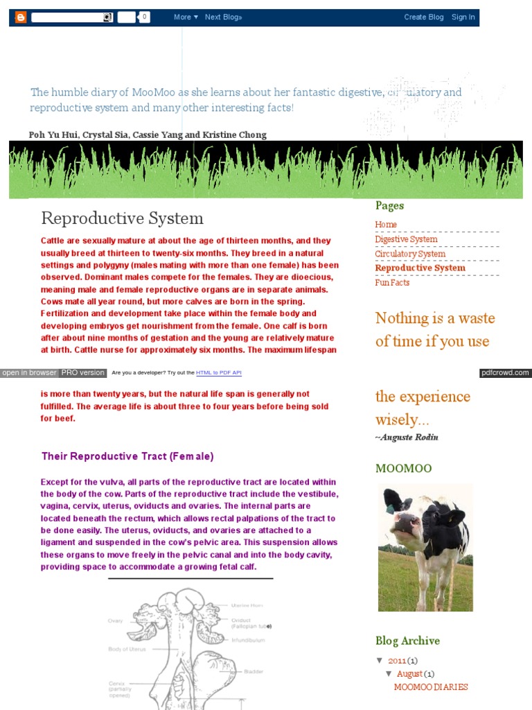 Male Reproductive System | PDF | Testicle | Ovary