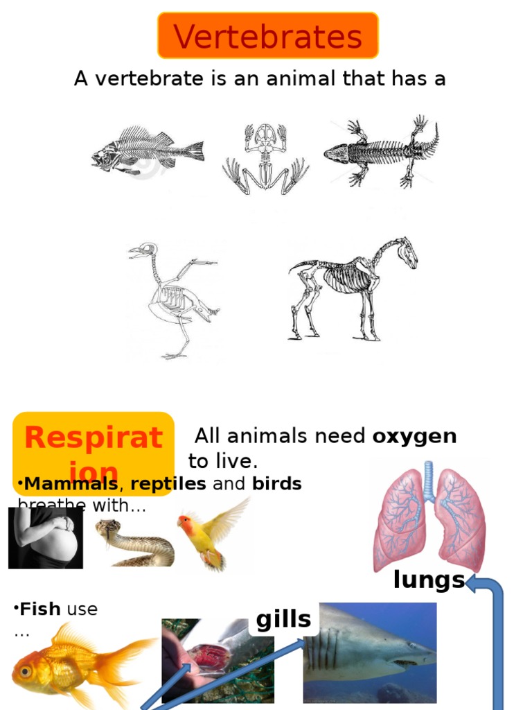 Understanding Vertebrate Animals | PDF
