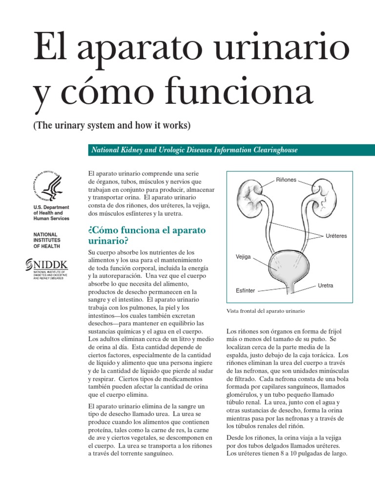 Urinary System How It Works SP 508 | PDF | Sistema urinario | Vejiga ...