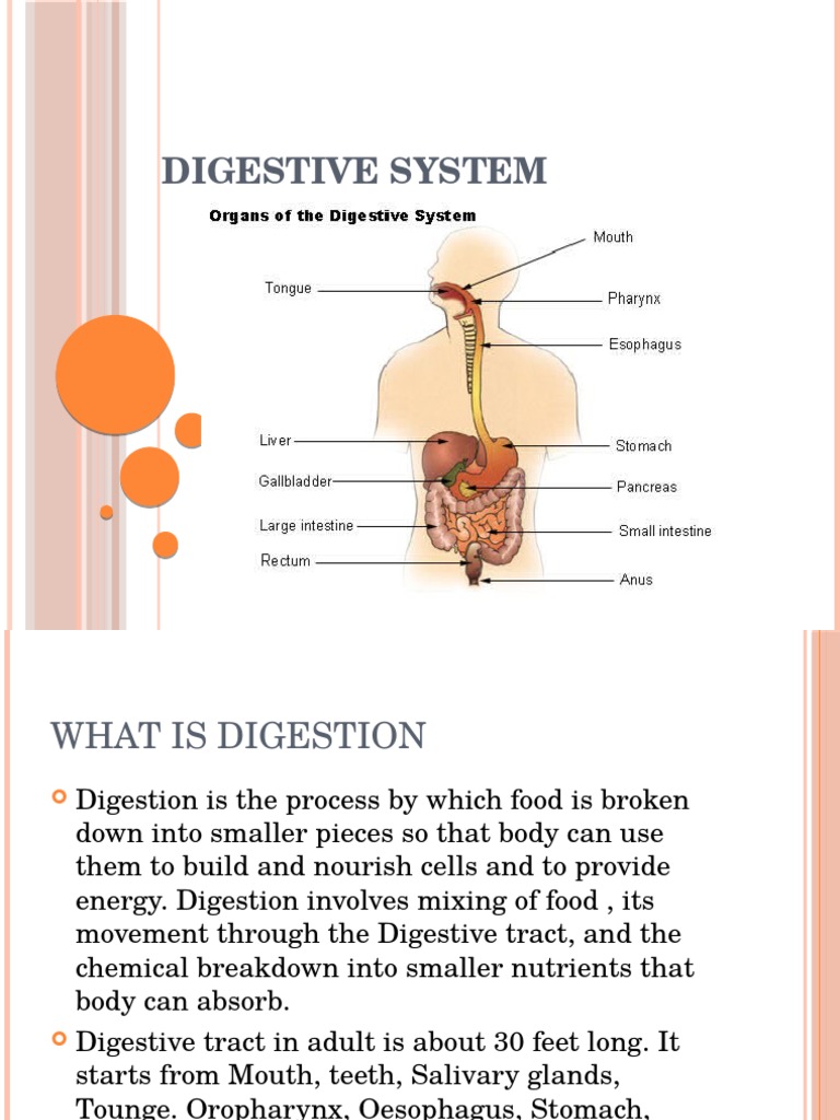 Digestive System | PDF | Digestion | Human Digestive System