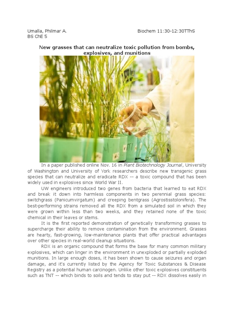 New Grasses That Can Neutralize Toxic Pollution From Bombs, Explosives ...