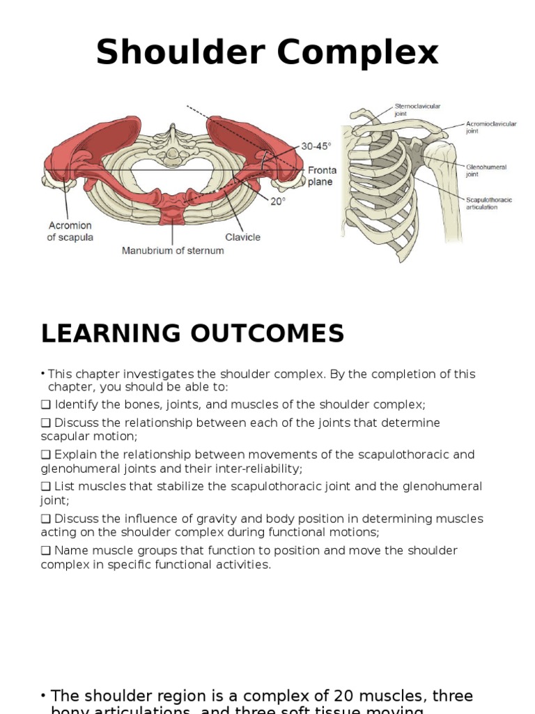 Shoulder Complex | Shoulder | Anatomical Terms Of Motion