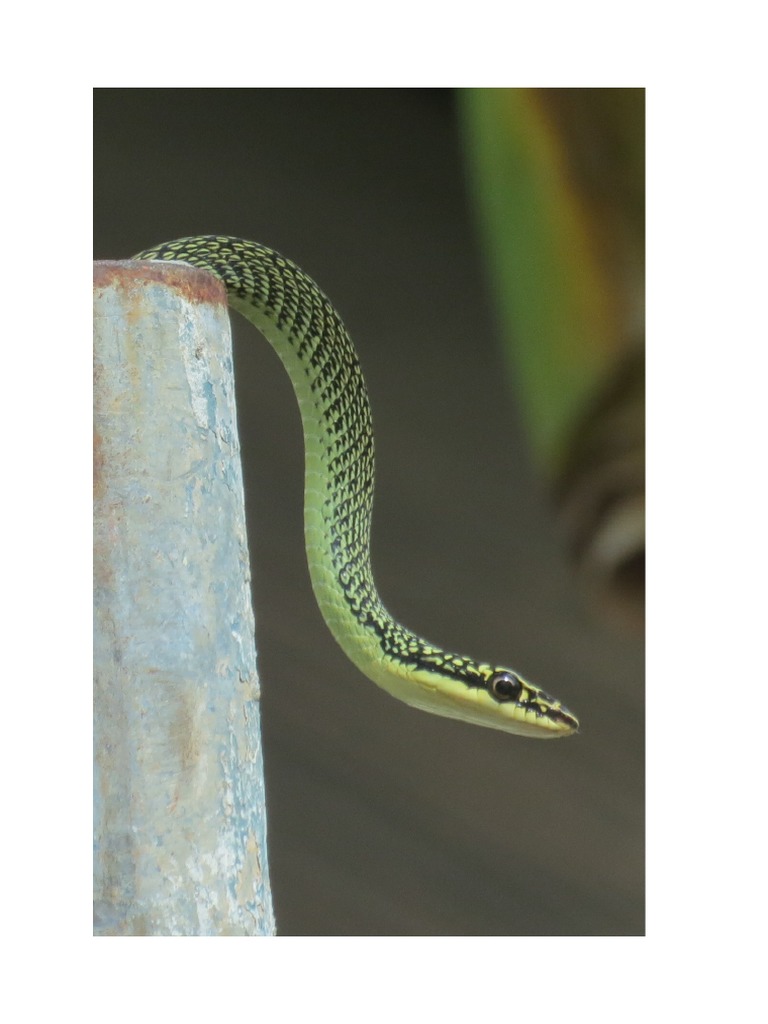 Ular Sawa Burung | PDF