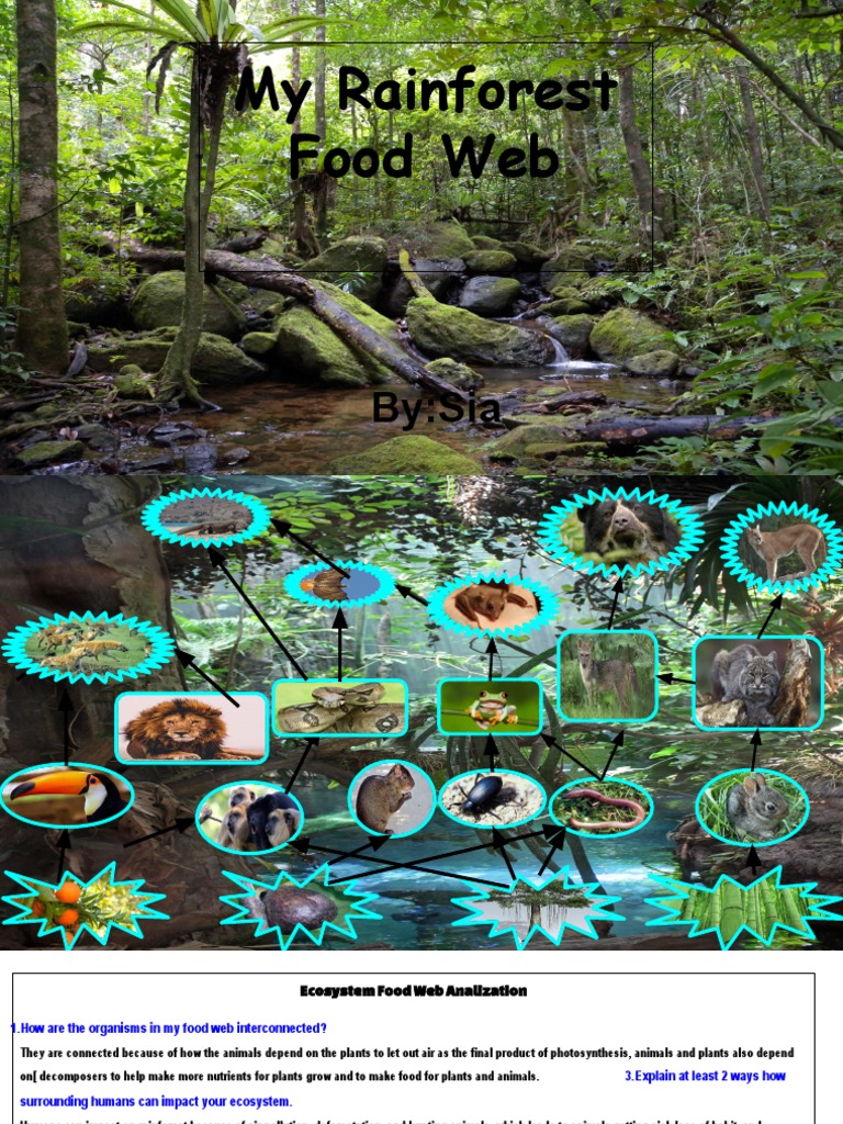 My Rainforest Food Web | PDF | Ecosystem | Rainforest