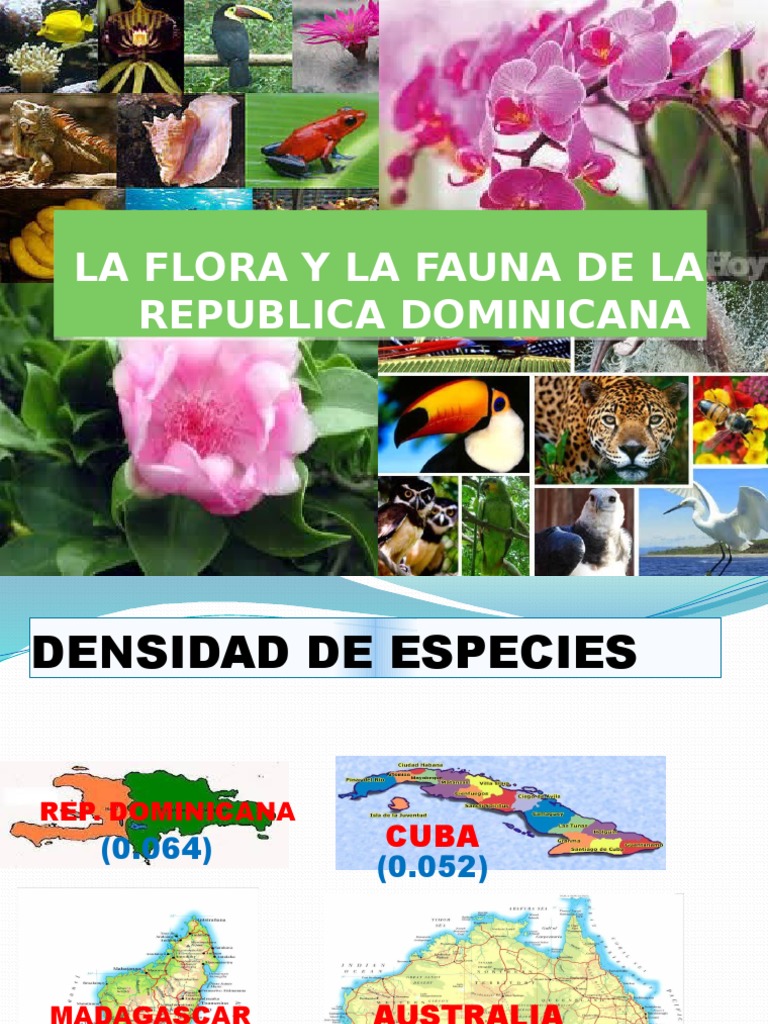 La Flora y La Fauna de La Republica Dominicana | PDF | Los bosques ...