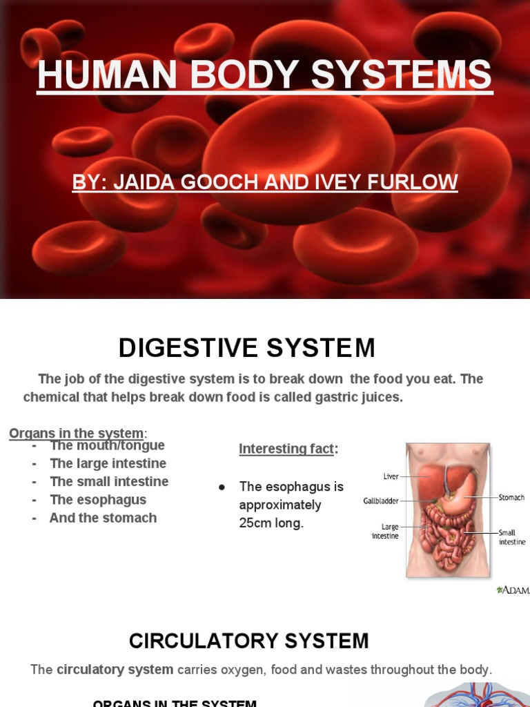 Human Body Systems | PDF | Human Body | Anatomy