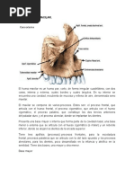 Anatomía de la Fosa Cigomática | PDF | Anatomía | Cabeza y cuello humanos