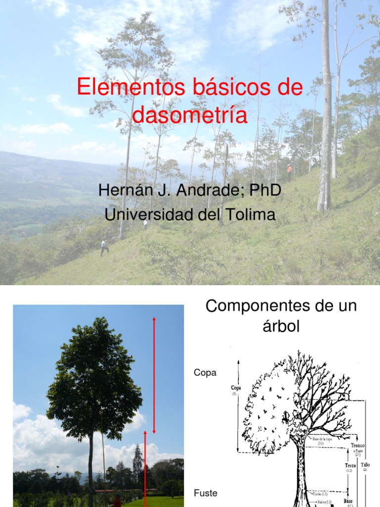 Dasometria | PDF | Arboles | Science