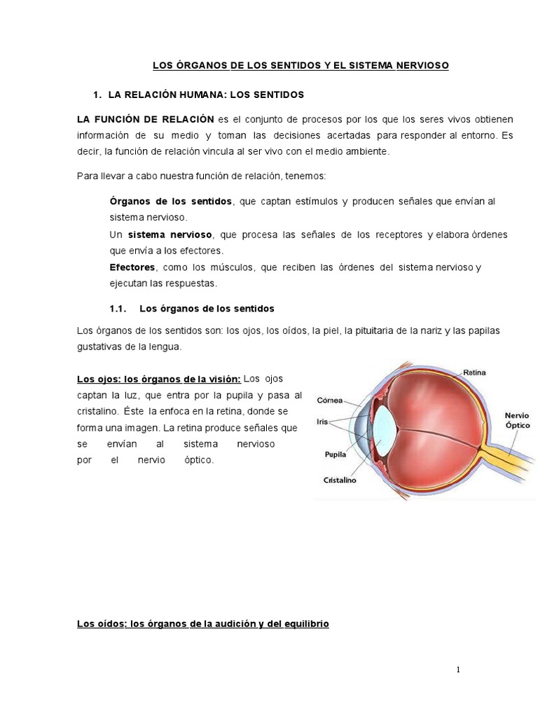 Los Sentidos y El Sistema Nervioso. | PDF | Sistema nervioso central ...