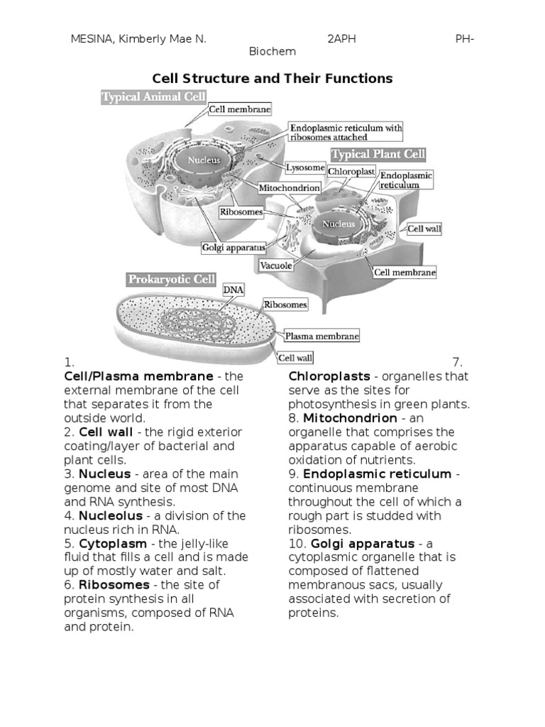 PH-BIOCHEM Cell Structure and Their Functions | PDF