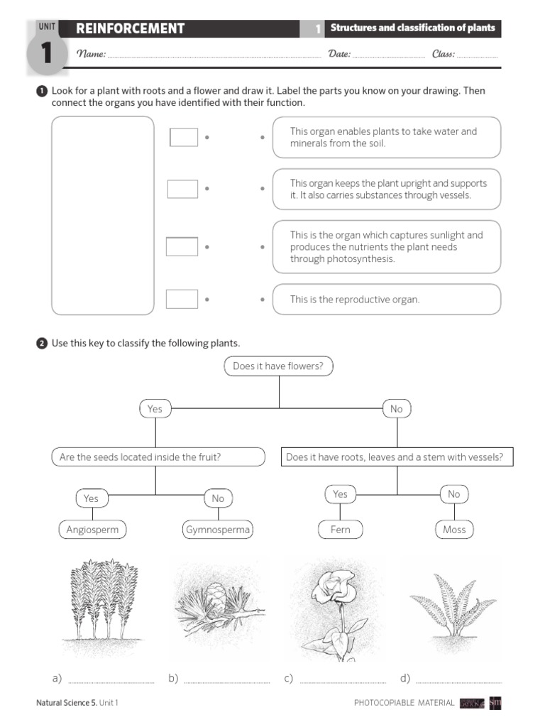 Stem Plant Classification Guide | PDF | Plant Stem | Plants