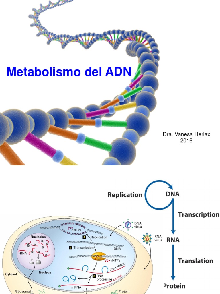 Seminario Metabolismo ADN 2016