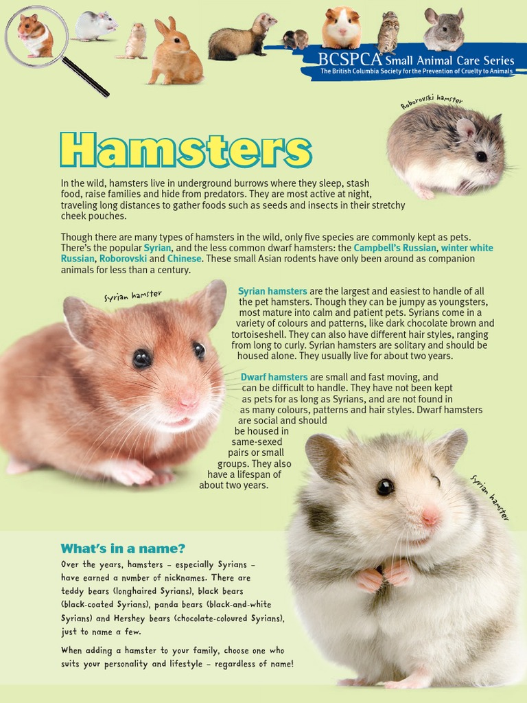 Hamster Care Guide | PDF | Foods | Nature