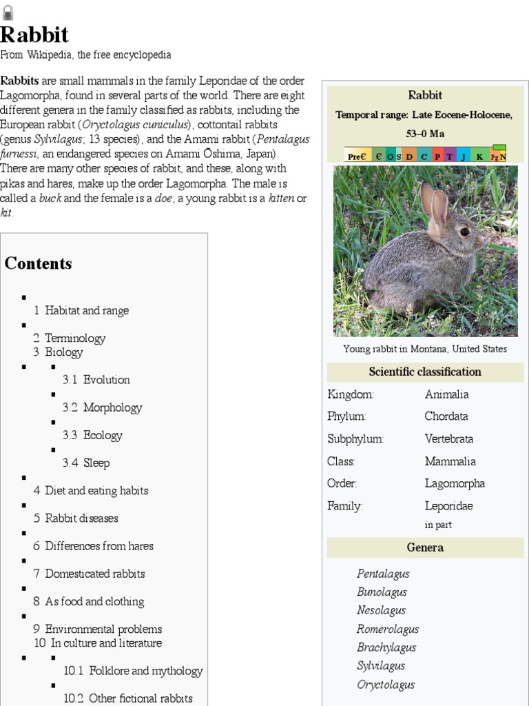 Rabbit: Rabbit Rabbits are small mammals in the family Leporidae of the ...