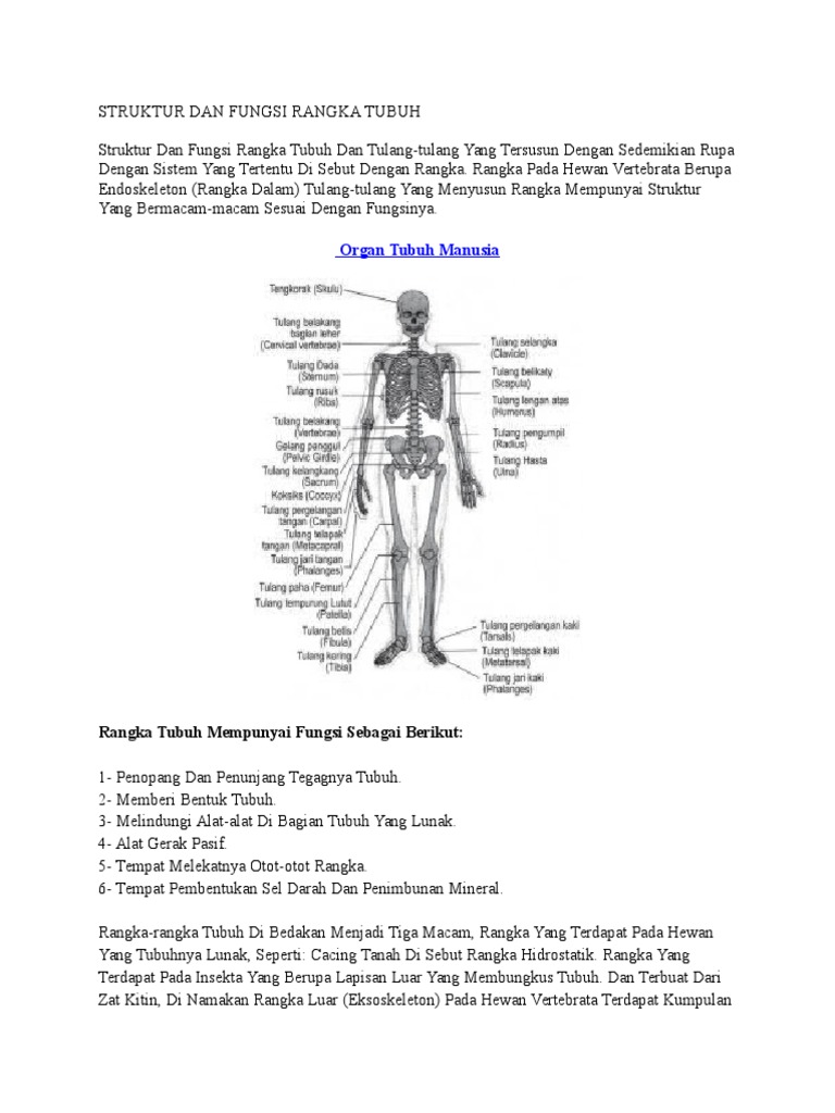 Struktur Dan Fungsi Rangka Tubuh | PDF