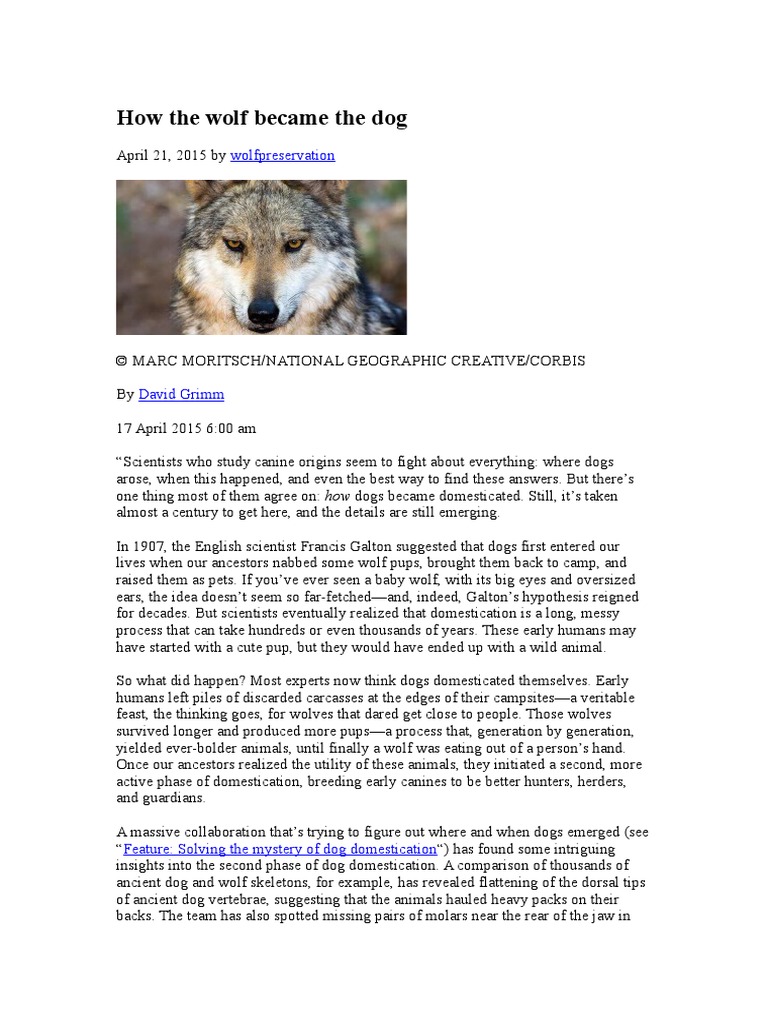 How The Wolf Became The Dog | PDF