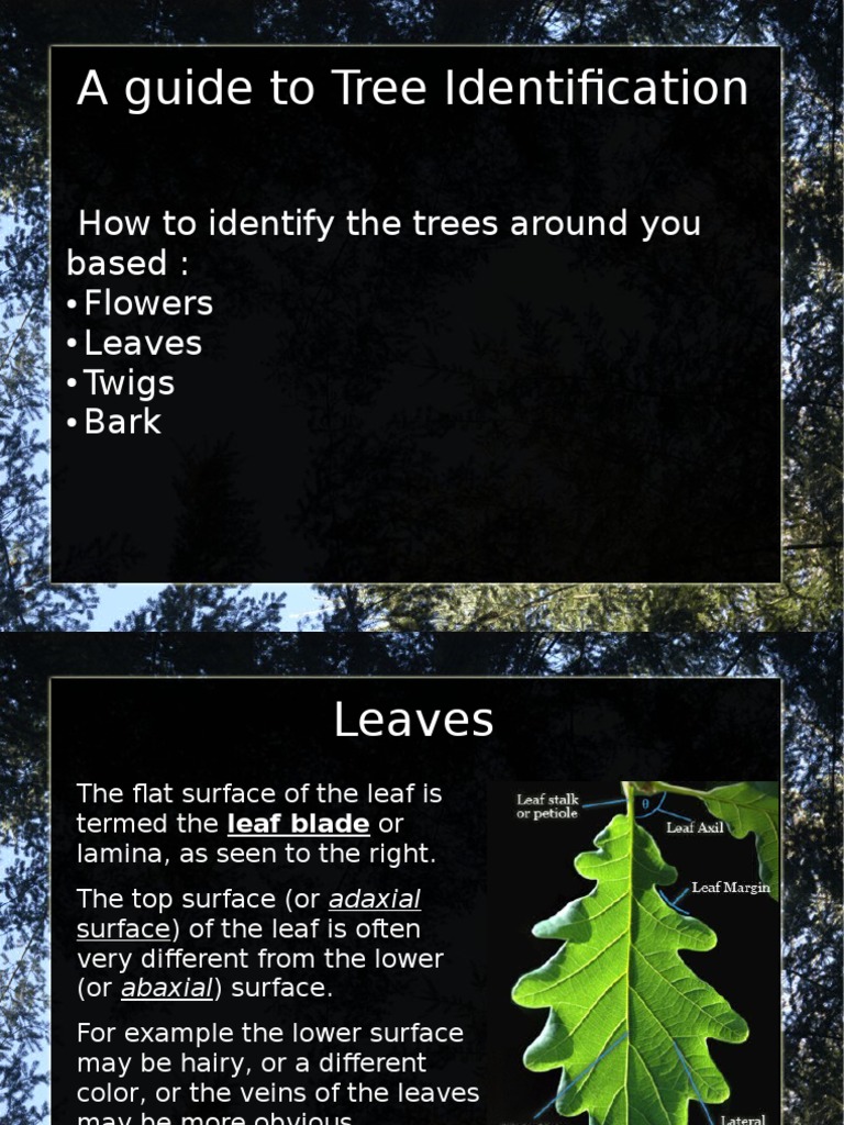 A Guide To Tree Identification: How To Identify The Trees Around You ...