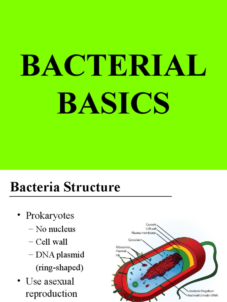 Bacterial Basics | PDF