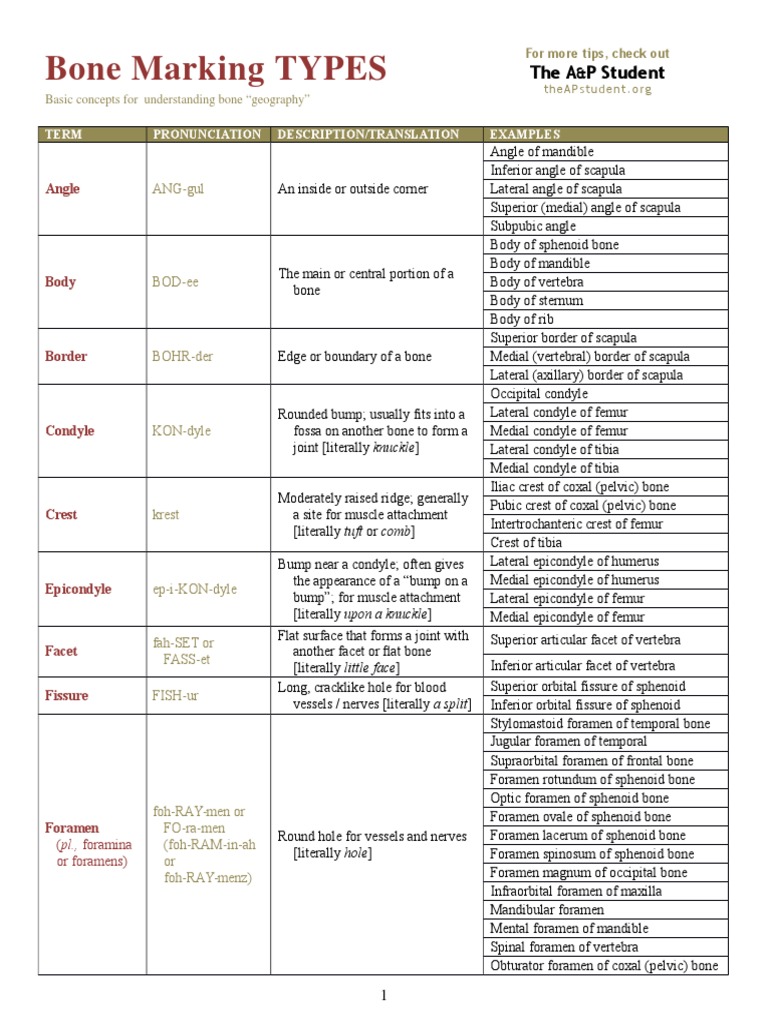 Bone Marking Table Kpatton | PDF | Anatomical Terms Of Location | Vertebra