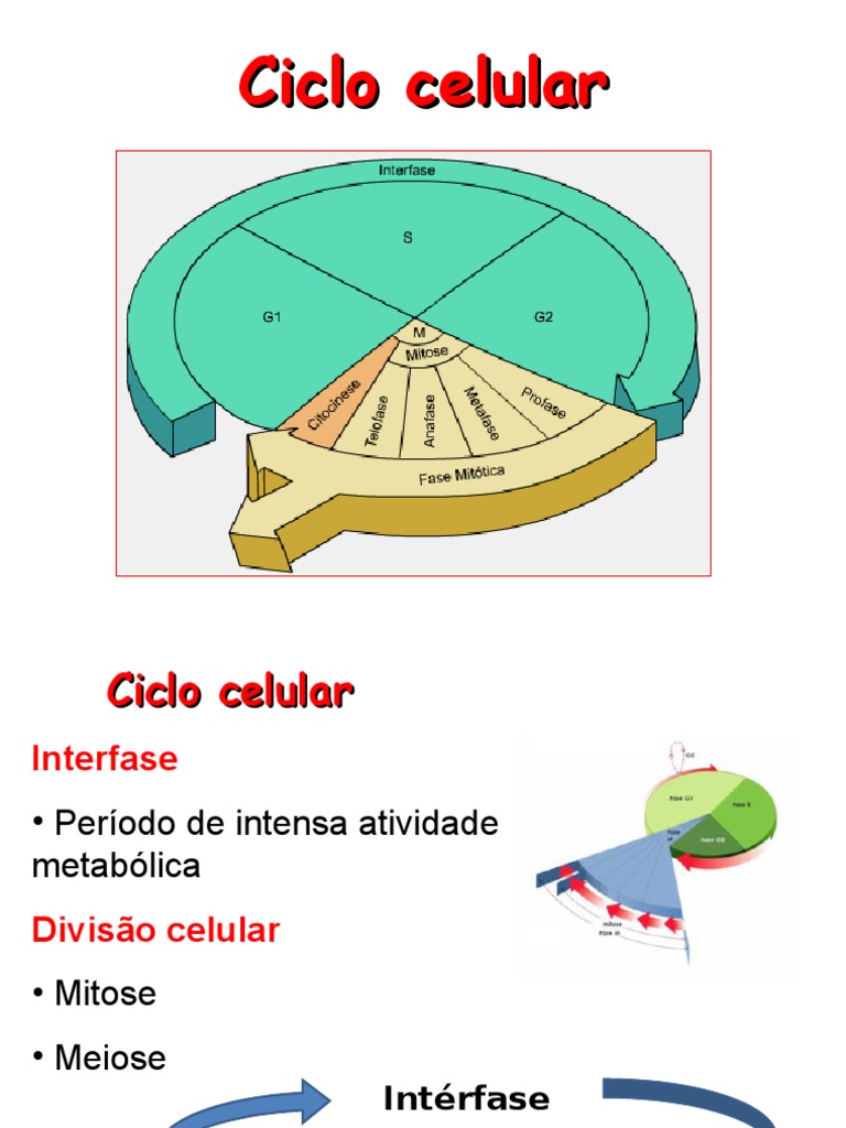 Aula Divisão Celular Mitose E Meiose Pdf Meiose Mitose