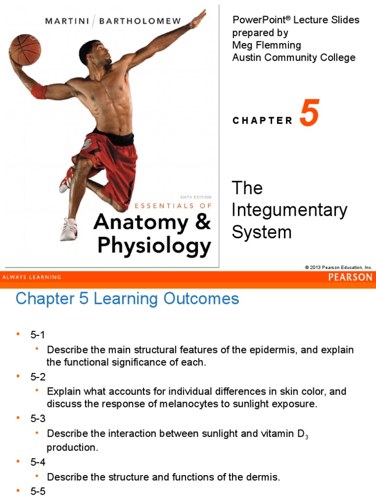 The Integumentary System: Powerpoint Lecture Slides Prepared by Meg ...