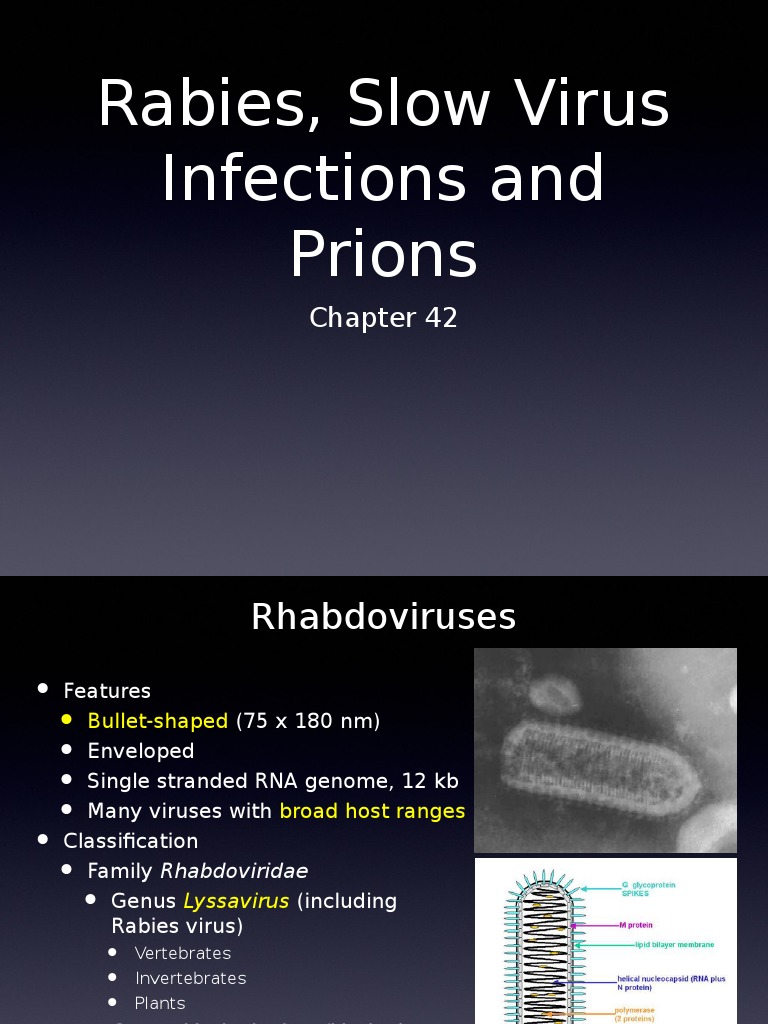 16 Chapter 42 Rabies.ppt | Rabies | Virus