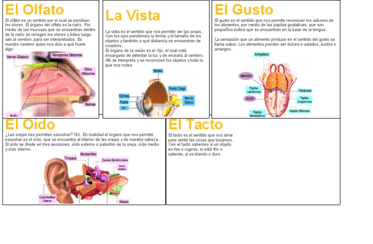 Lamina de Los 5 Sentidos