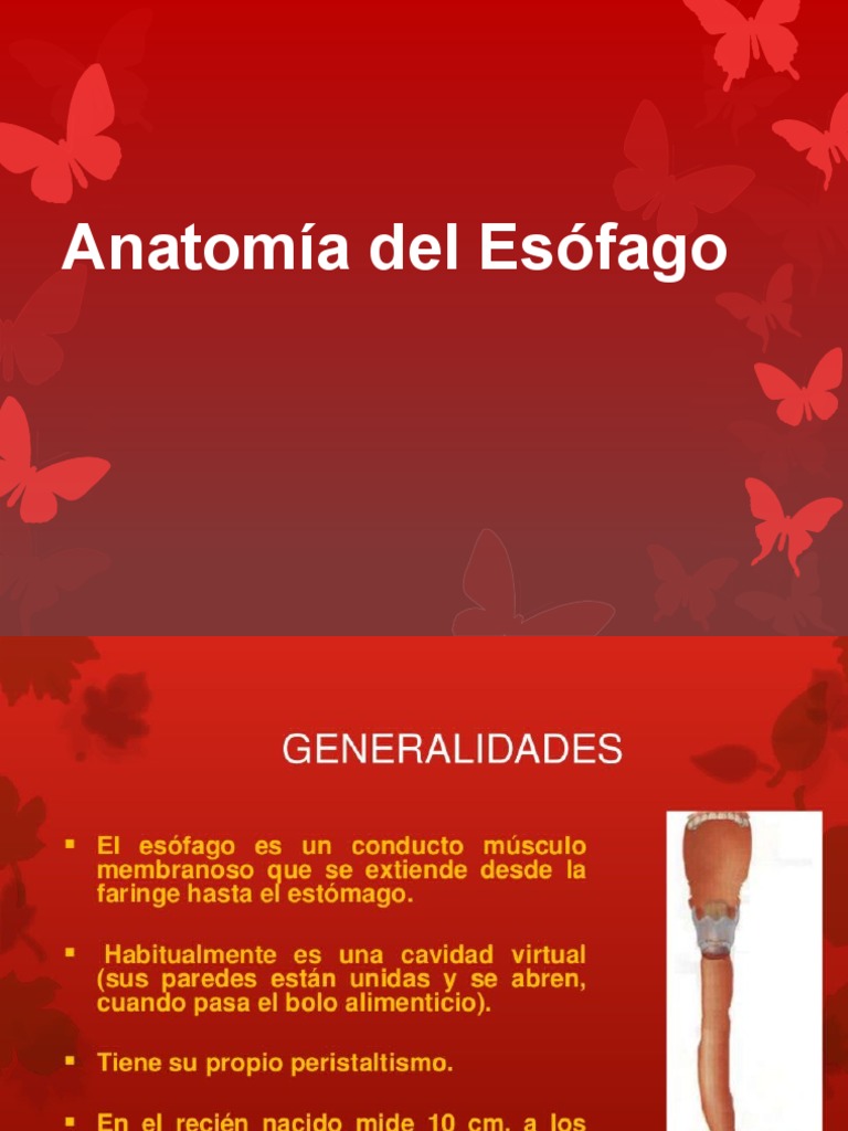 Anatomia Del Esofago | PDF | Tórax (anatomía humana) | Anatomia animal