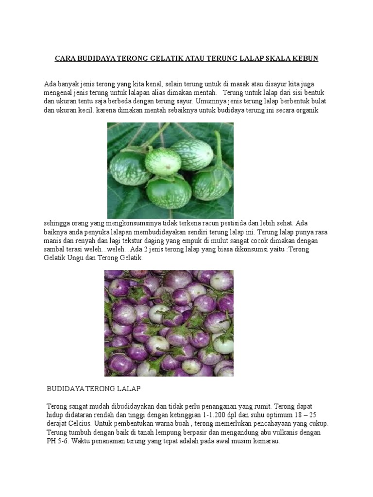 Terong | PDF