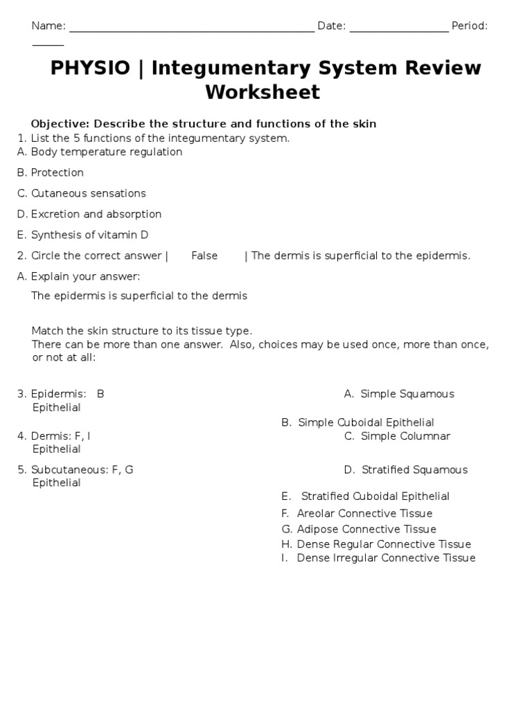 Randyr Integumentary System Worksheet | PDF | Integumentary System ...