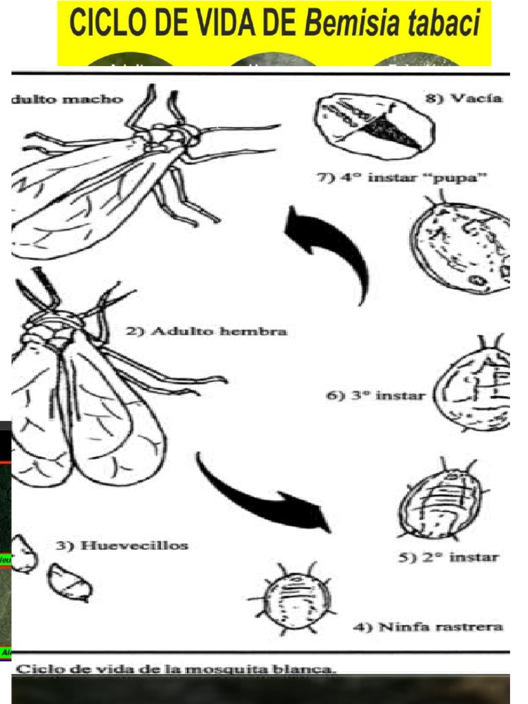 Bemisia Tabasi | PDF