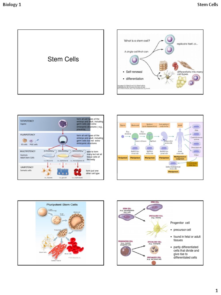 Stem Cells: Self-Renewal Differentiation | PDF | Stem Cell | Biological ...