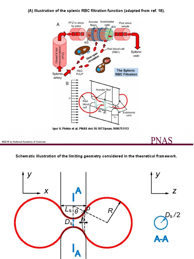 (A) Illustration of The Splenic RBC Filtration Function (Adapted From ...