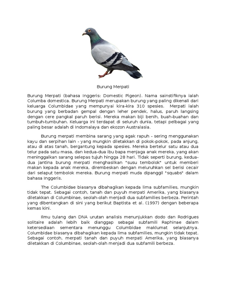 Burung Merpati | PDF