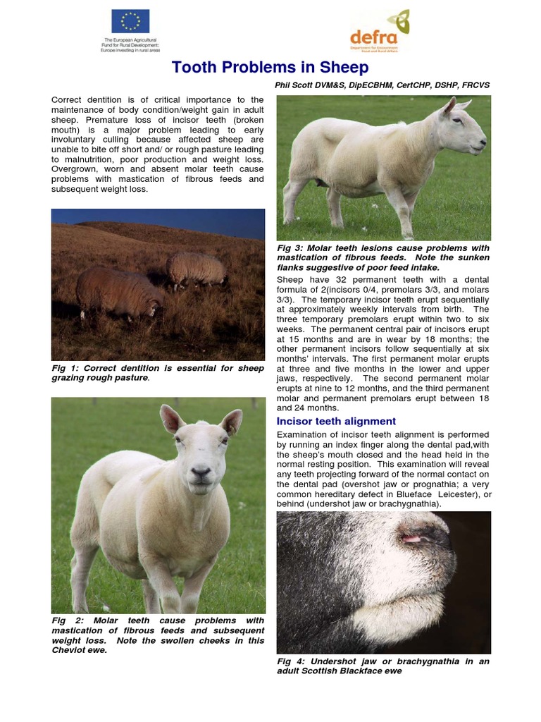 Tooth Problems in Sheep | Tooth | Sheep