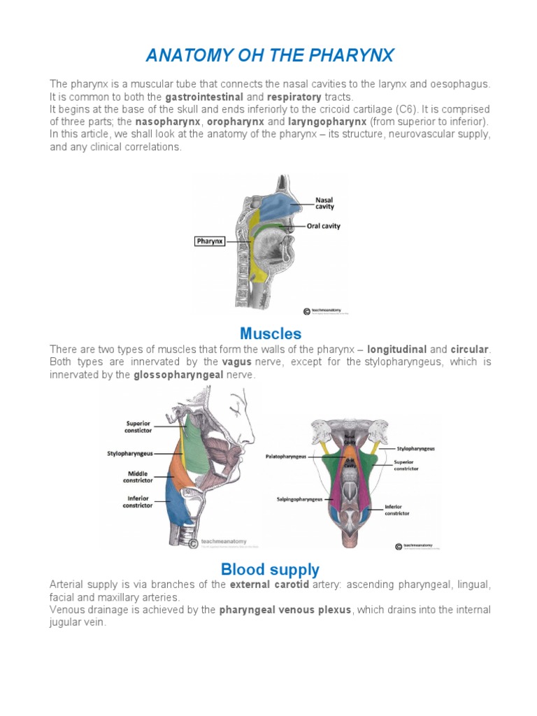 Anatomy Oh The Pharynx | PDF | Respiratory System | Organ (Anatomy)