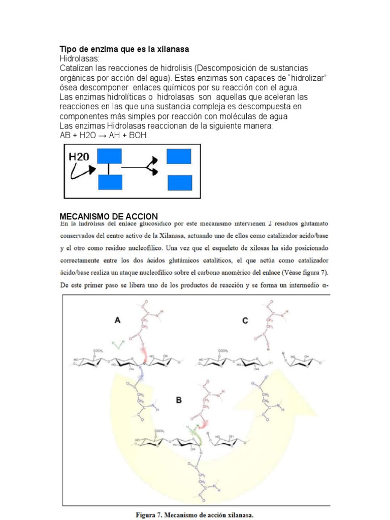 Xilanasas | Papel de pulpa) | Enzima