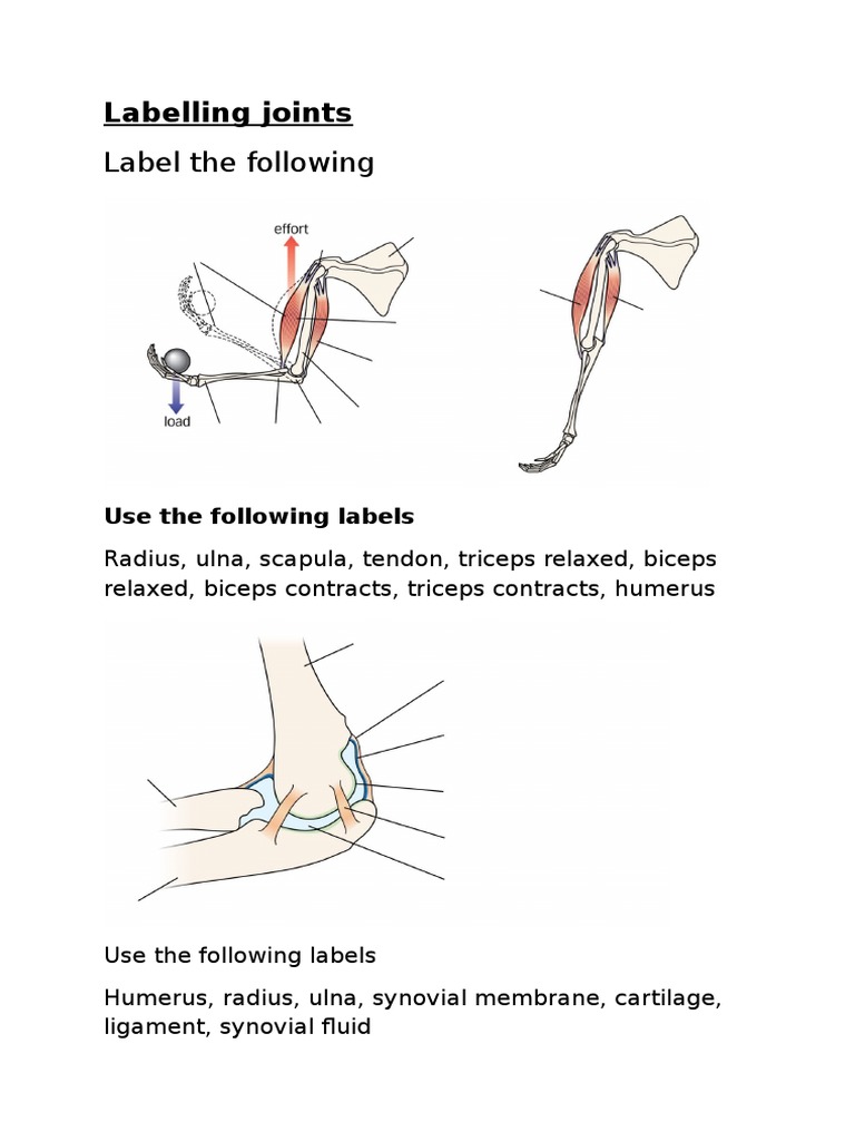 Labelling Joints Ws | PDF | Limbs (Anatomy) | Joints