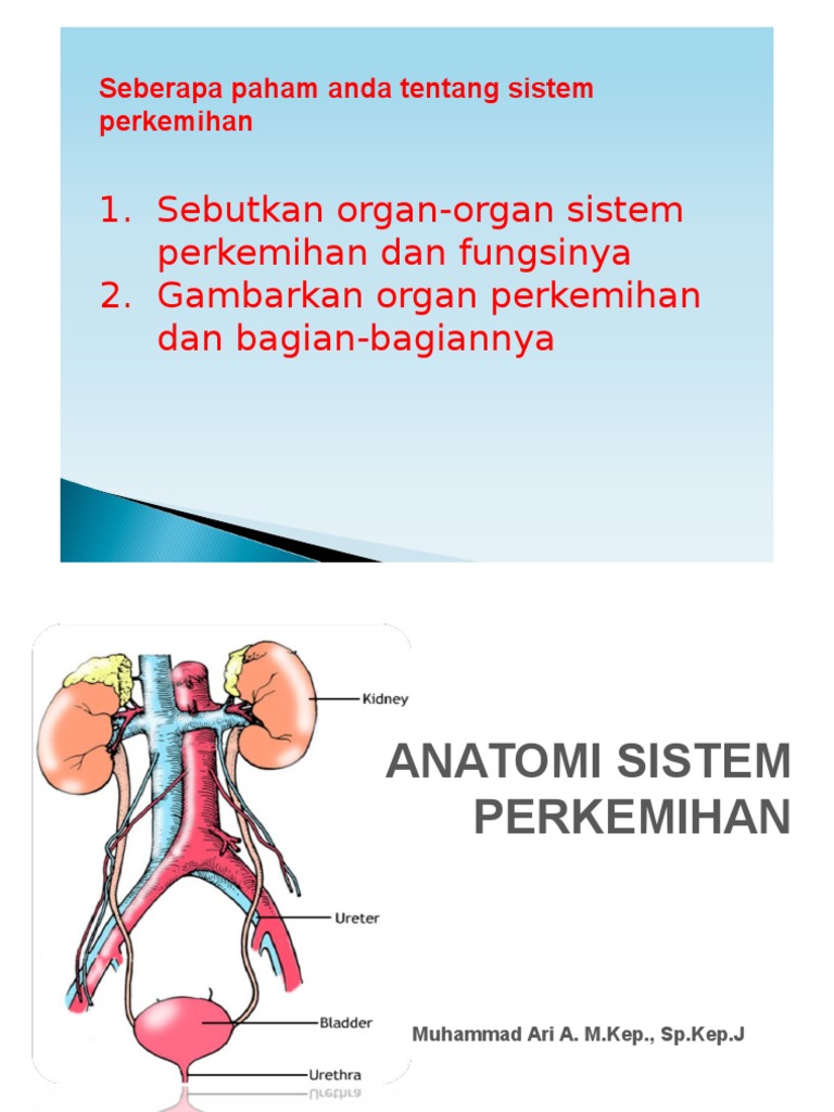 Anatomi Sistem Perkemihan | PDF