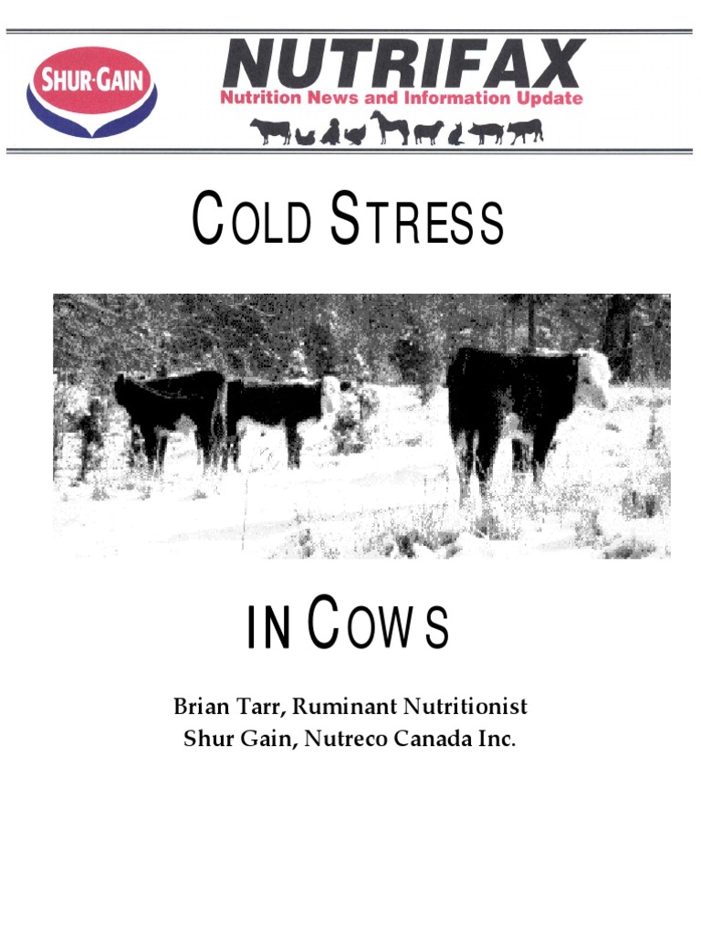 Cold Stress in Cows | PDF | Hypothermia | Cattle