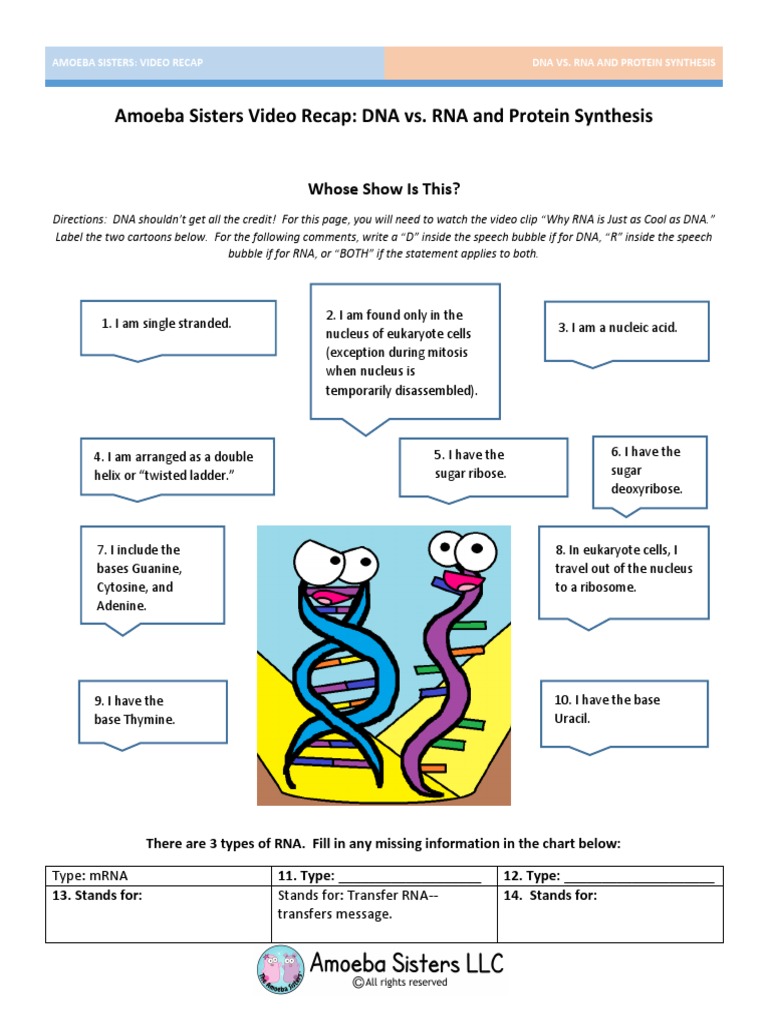 Video Recap of Dna Vs Rna and Protein Synthesis by Amoeba Sisters 2 ...