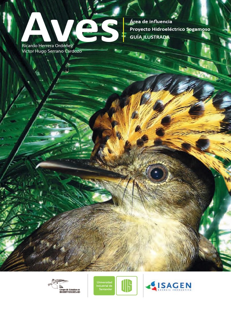 Guia Ilustrada de Aves PDF | PDF | Paravianos | Aves