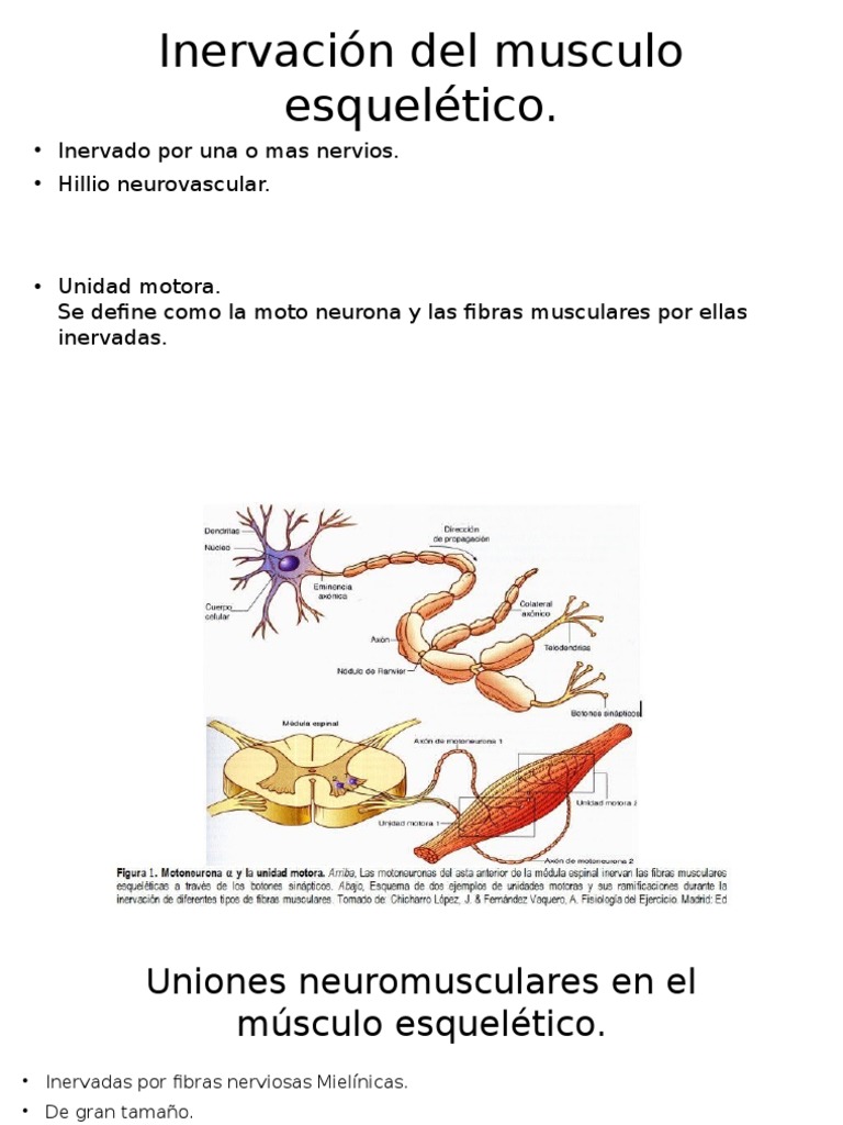 Inervación Del Musculo Esquelético | PDF