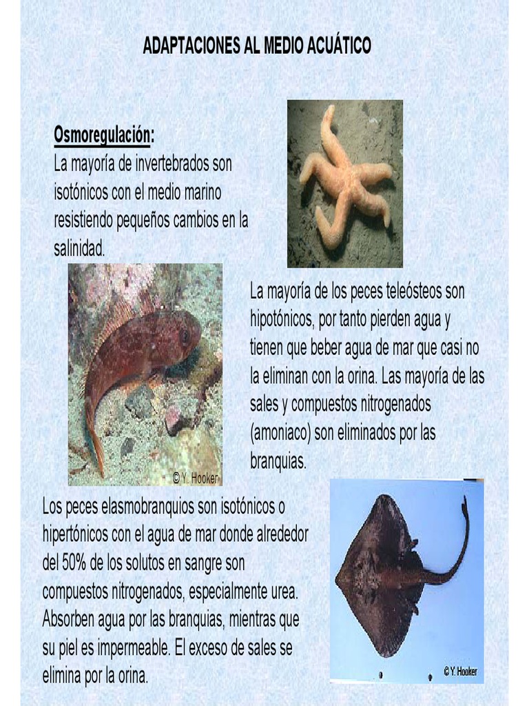 ADAPTACIONES | PDF | Pescado | Agua