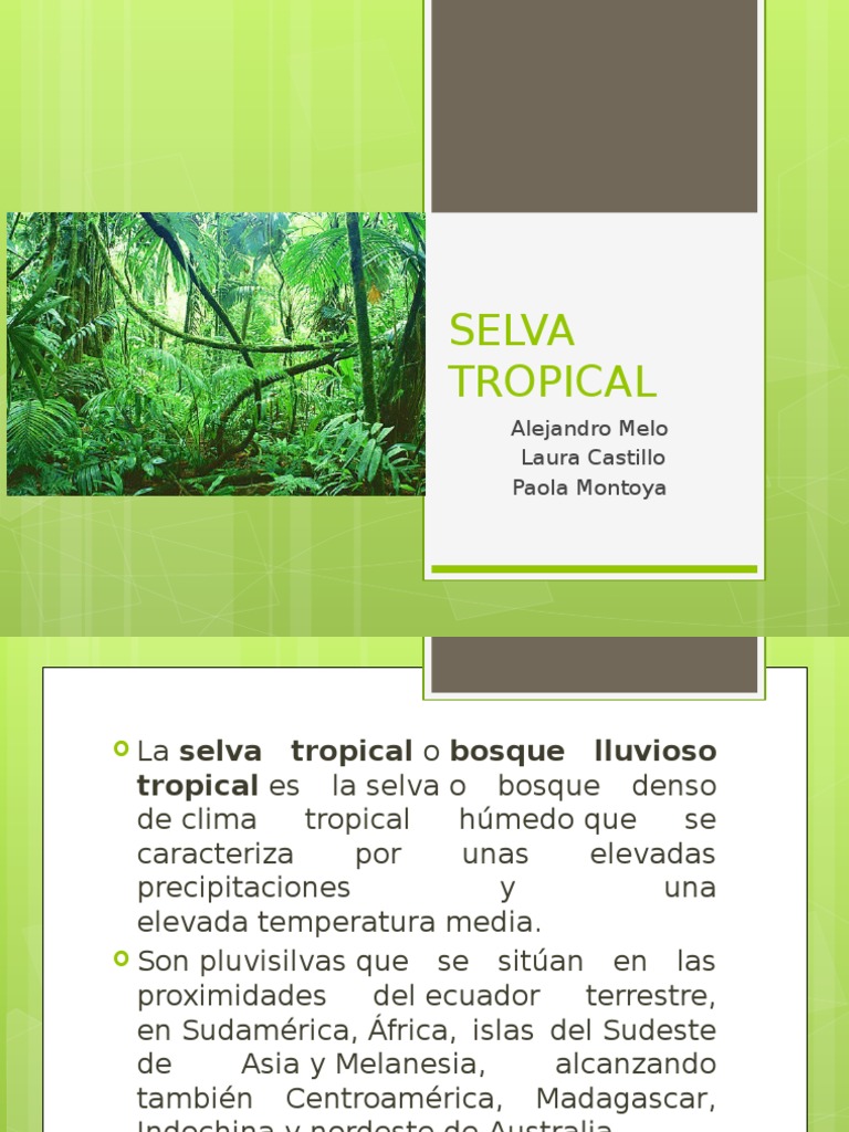 Características de la Selva Tropical | PDF | Selva | Zona tropical