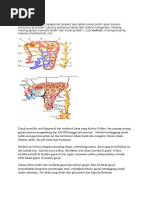 Anatomi Ginjal | PDF
