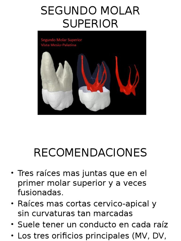 Segundo Molar Superior | PDF | Esmalte de dientes | Naturaleza